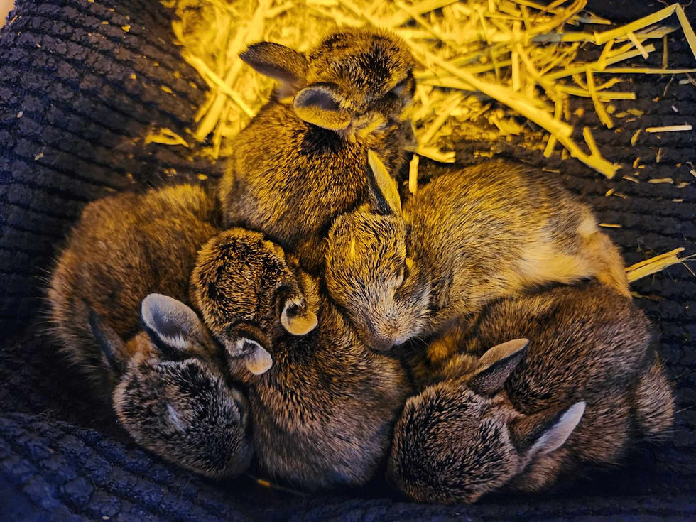 Rehab Wild Rabbits | Bebette's Bunny Resc