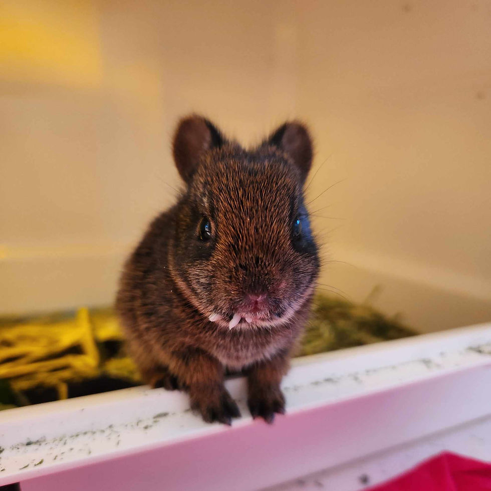 Rehab Wild Rabbits | Bebette's Bunny Resc