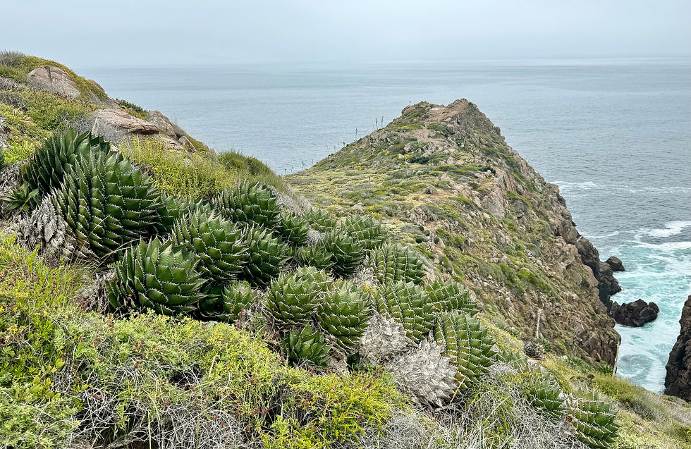 Baja California Norte - Plant Expedition