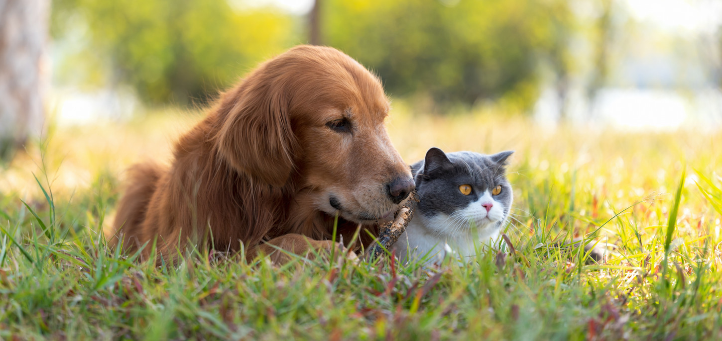 Veterinarian in Fresno, CA | NorthPointe Animal Hospital