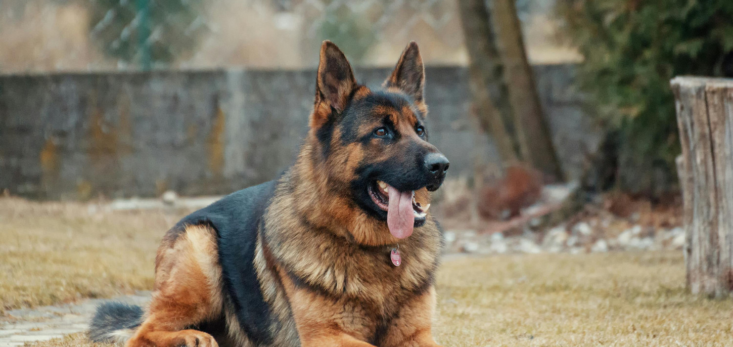 Veterinarian in Fresno, CA | NorthPointe Animal Hospital