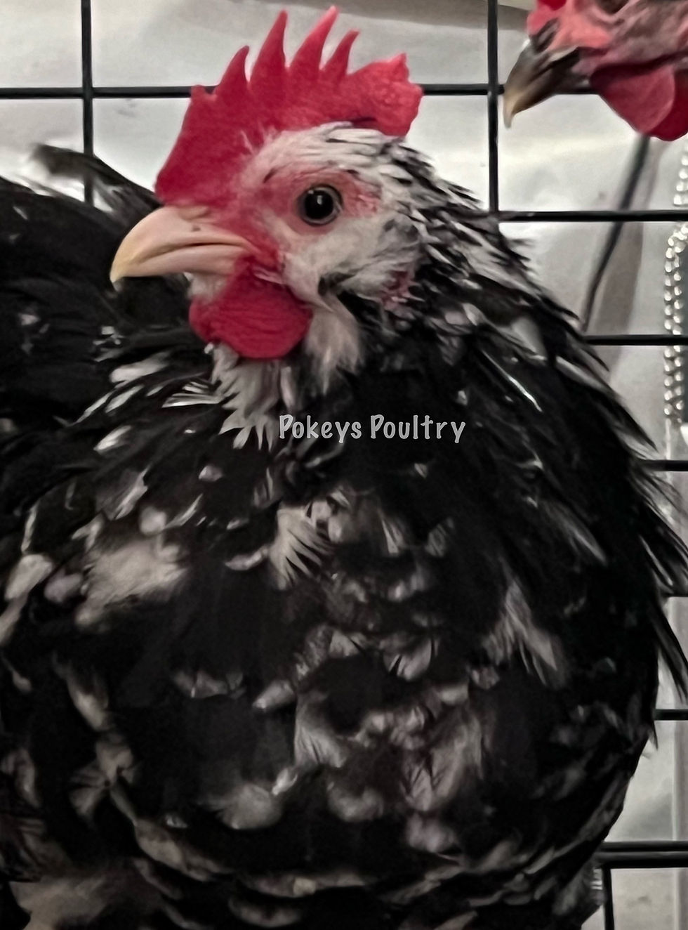 Home | Pokeys Poultry