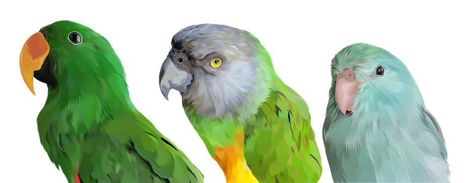 Bird Training | The Green Bird Brigade