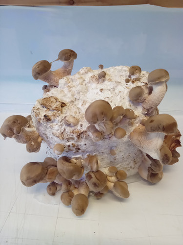1kg shiitake pre-colonized | moonshroom