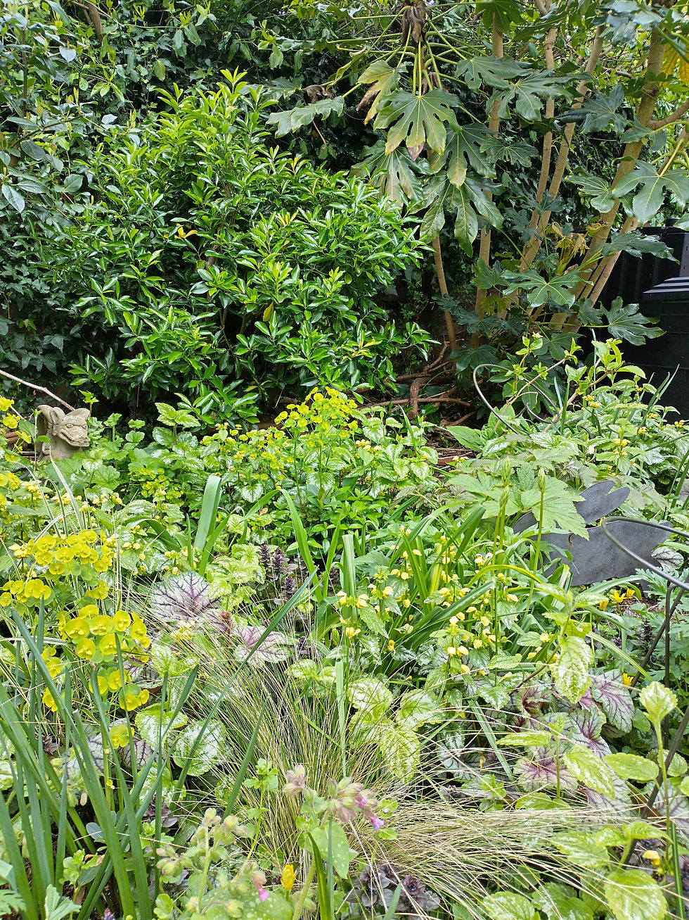 Garden advice and wildlife border design | Walthamstow