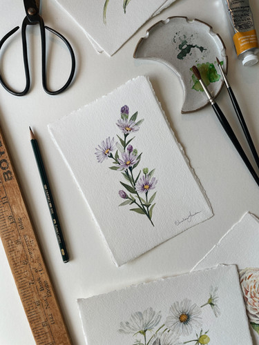 Original Aster Watercolor Painting | shealeenlouise