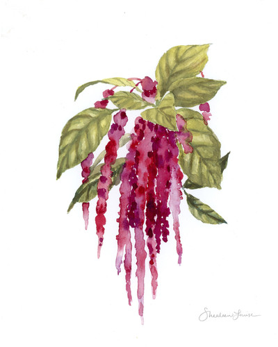 Amaranth "Love Lies Bleeding" Botanical Print | shealeenlouise