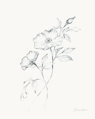 "Wild Rose Sketch" | shealeenlouise