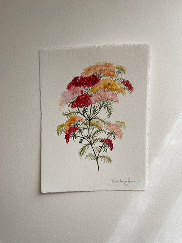 Original Yarrow Watercolor Painting | shealeenlouise