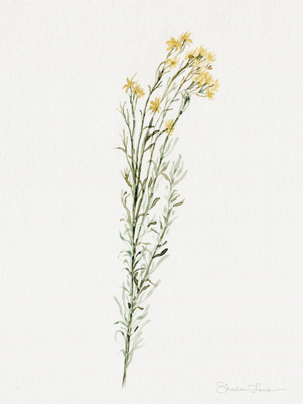 Chamisa "Rabbit Brush" Wildflower Art Print | shealeenlouise