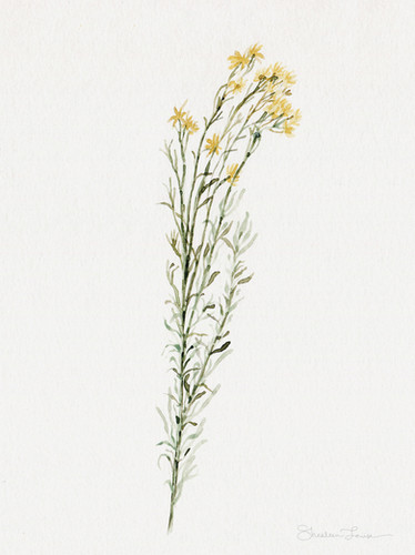 Chamisa "Rabbit Brush" Wildflower Art Print | shealeenlouise