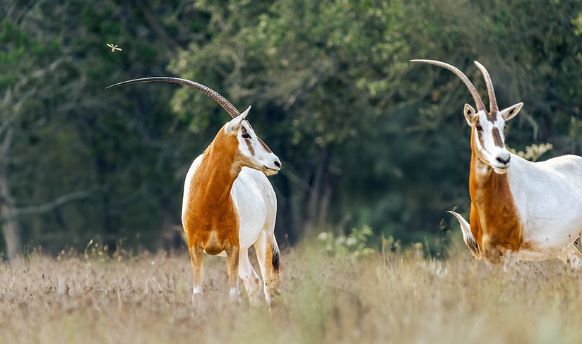 scimitar oryx meat