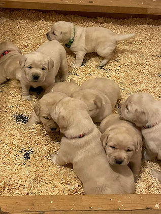 Available Pets | Raven's Labradors