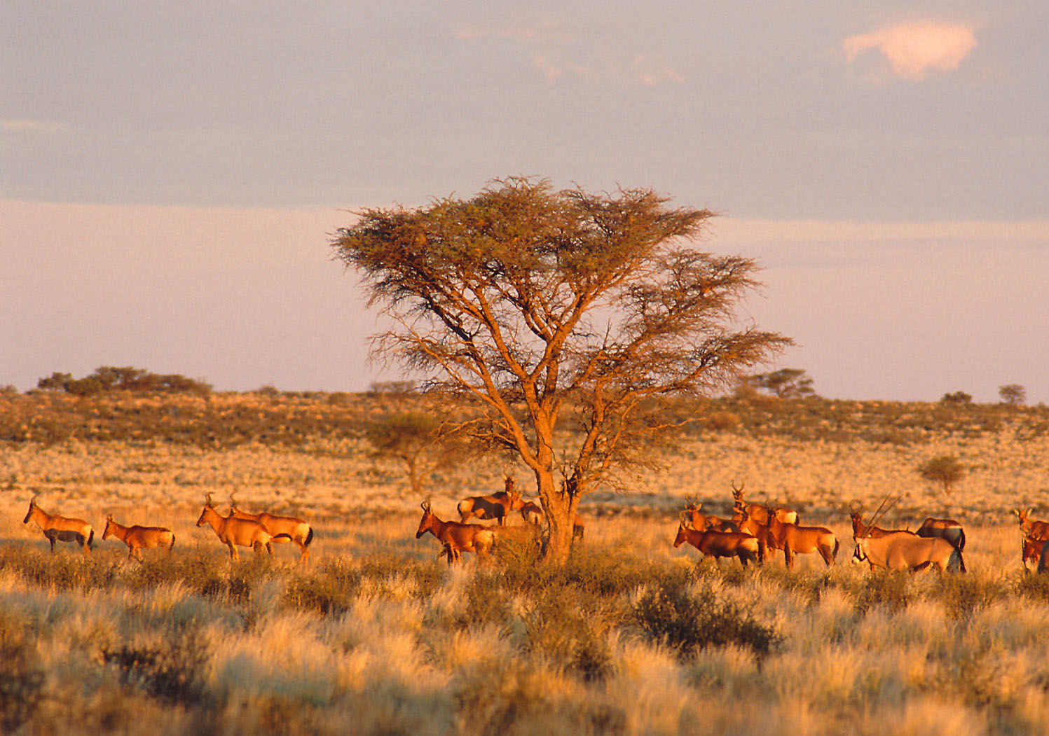 AirRobot | telinject