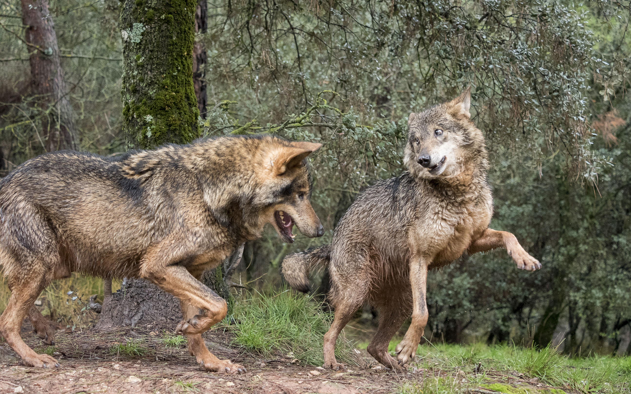 El LOBO IBÉRICO es el animal más bonito e impresionante de ESPAÑA ...