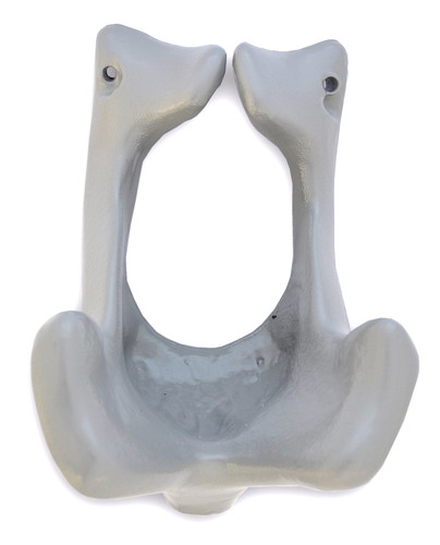 Bovine Pelvis | Breed'n Betsy