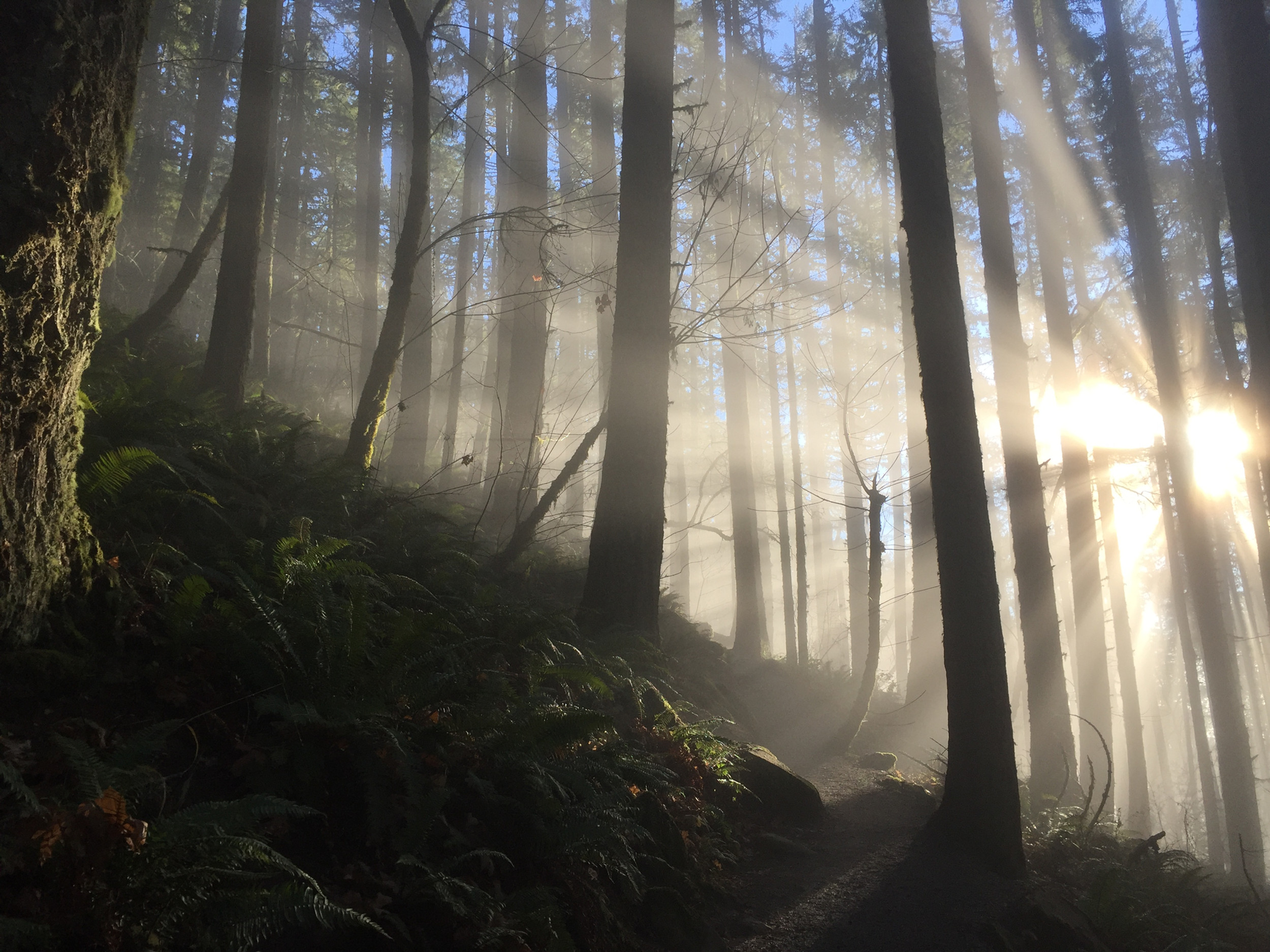 Eli Simon Counseling