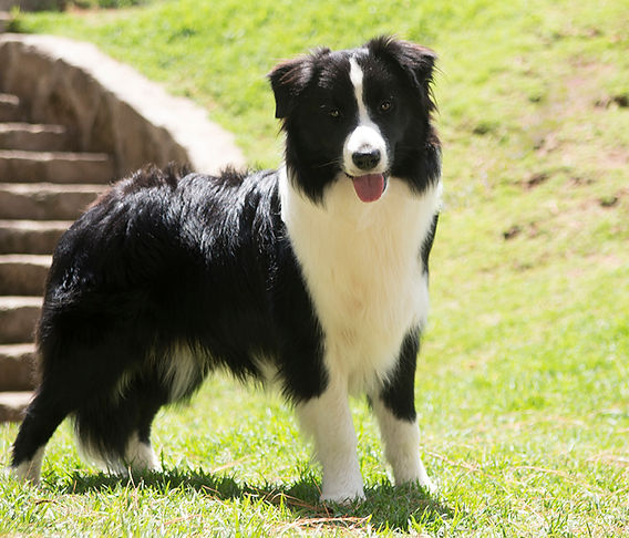Border Collie