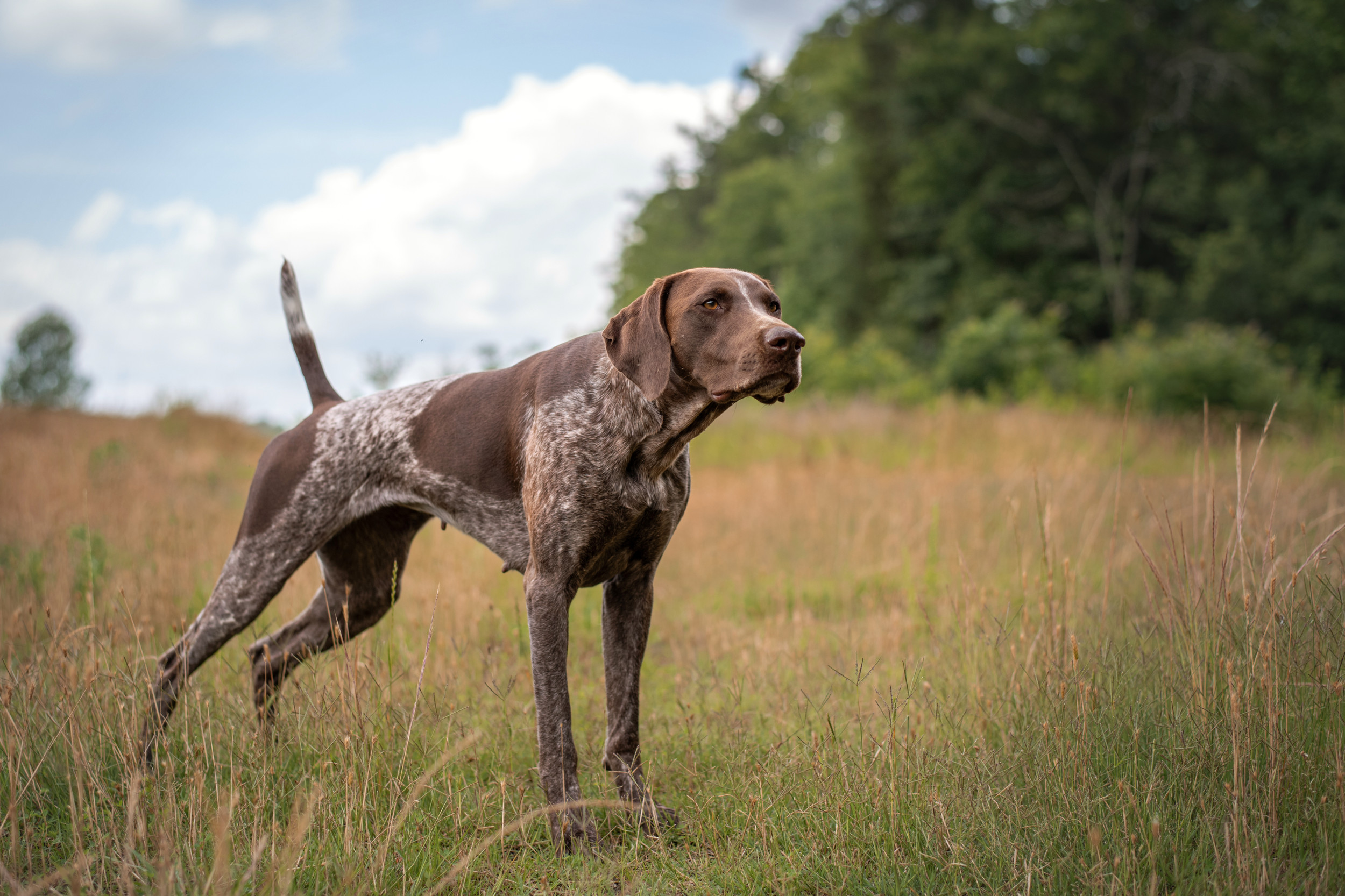 HOME | Foothills NAVHDA