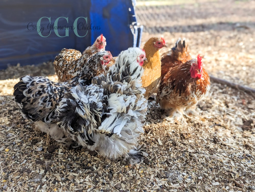 6 Calico/Millie/Blue Calico Bantam Cochin Hatching Eggs | CrazyGlamChickens