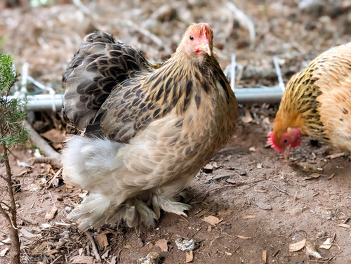 6 Furness Bantam Cochin | CrazyGlamChickens