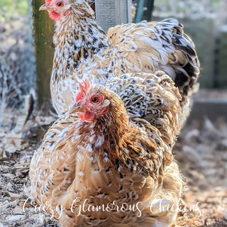 Bantam Cochins | Crazy Glamorous Chickens