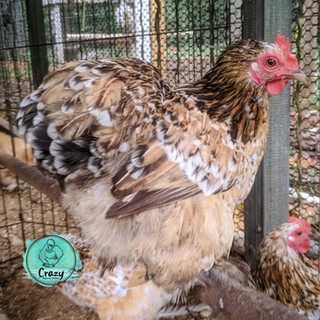 Bantam Cochins | Crazy Glamorous Chickens