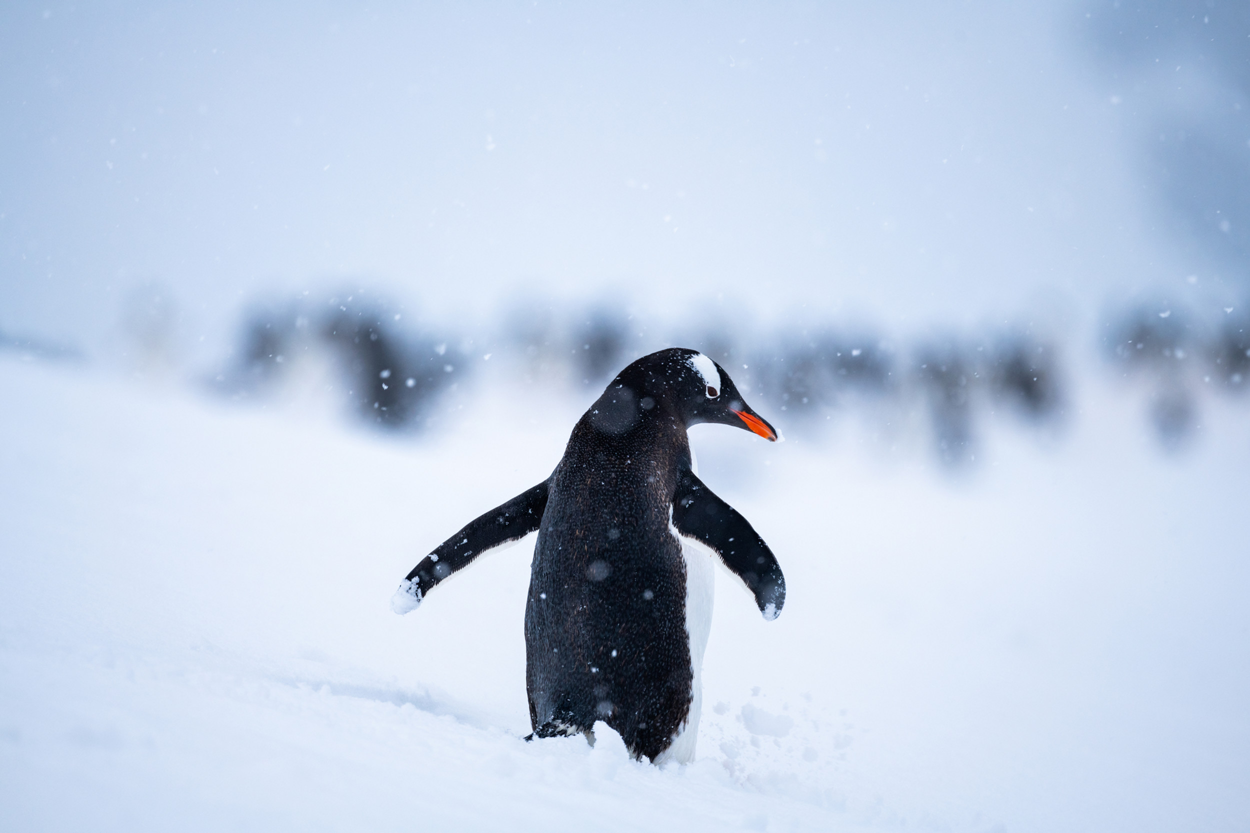 Photographer | Garry Stratton Photography | Hampshire