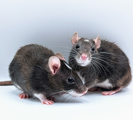 Rat breeder | Silver's Rattery | Leicester