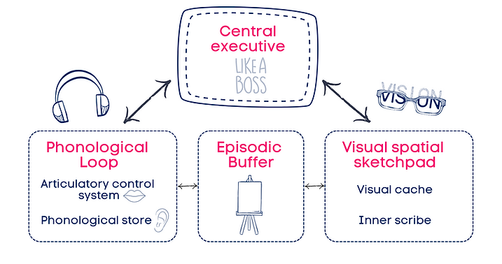 Memory Notes | A-level Psychology