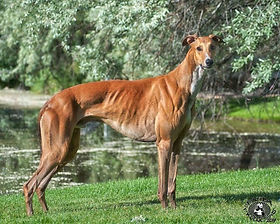 red greyhounds