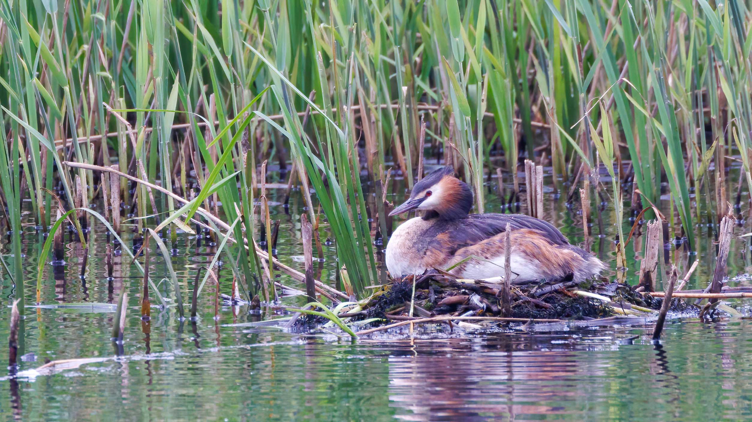 Sprotbrough flash sightings May 2024