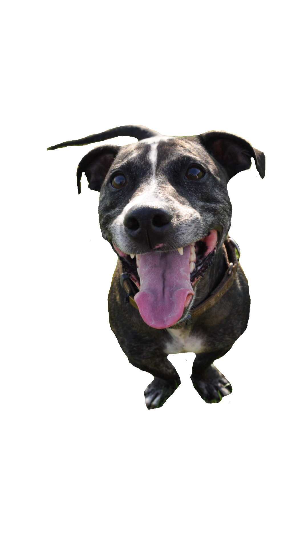 Dog Training Puppy Classes London Ealing Greenford Harrow Hillingdon