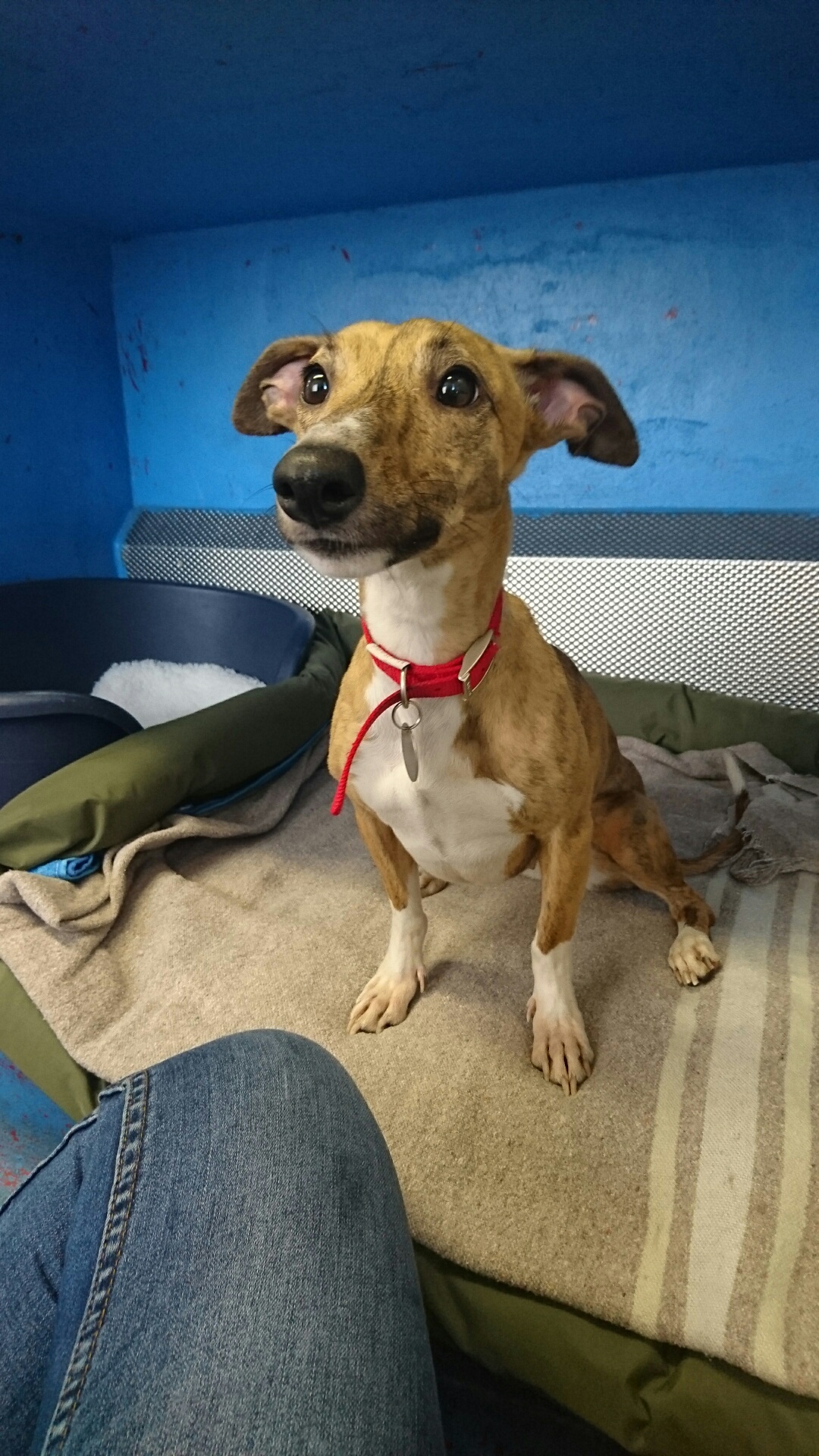 Dog Training Puppy Classes London Ealing Greenford Harrow Hillingdon