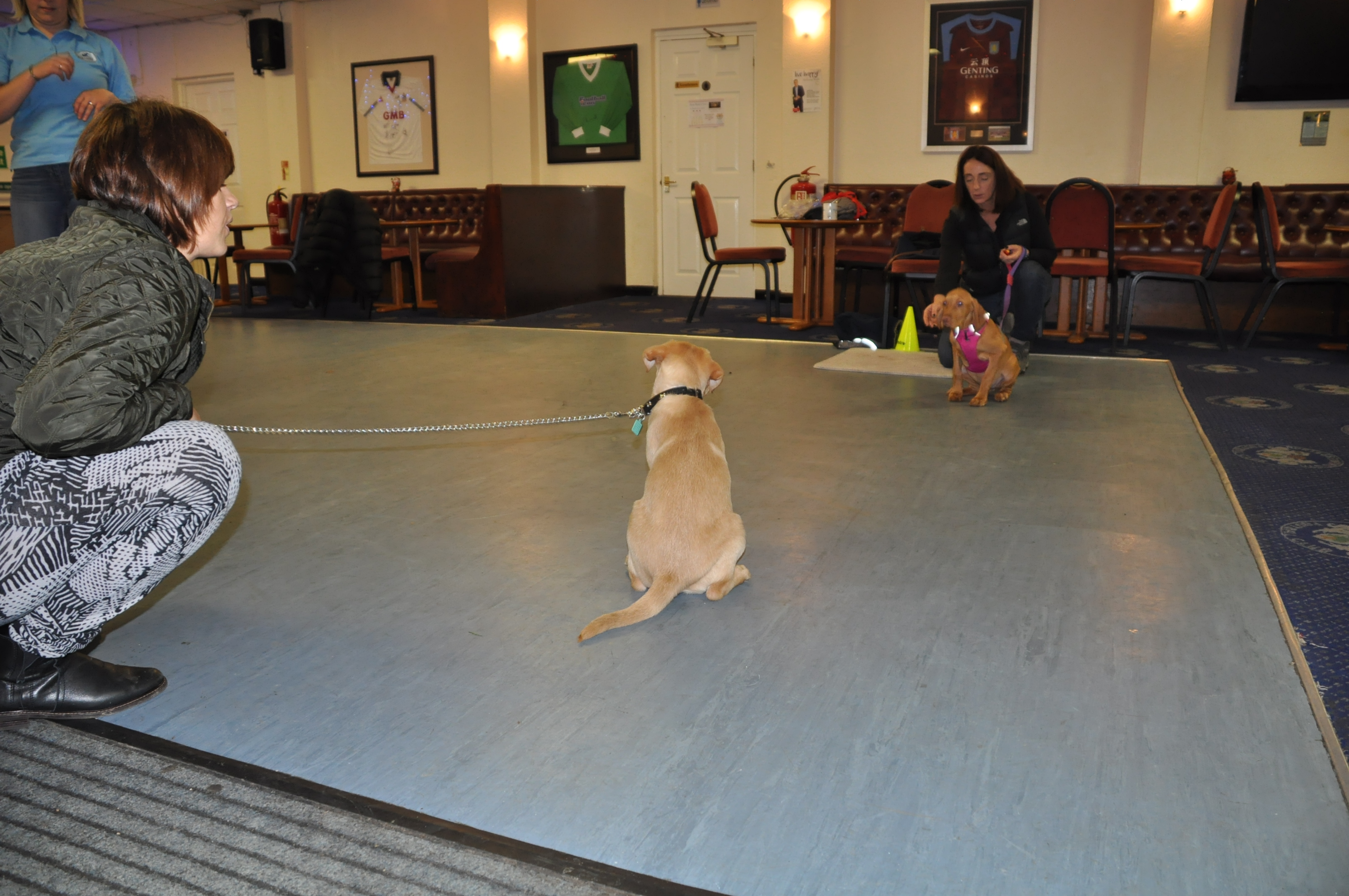 Dog Training Puppy Classes London Ealing Greenford Harrow Hillingdon