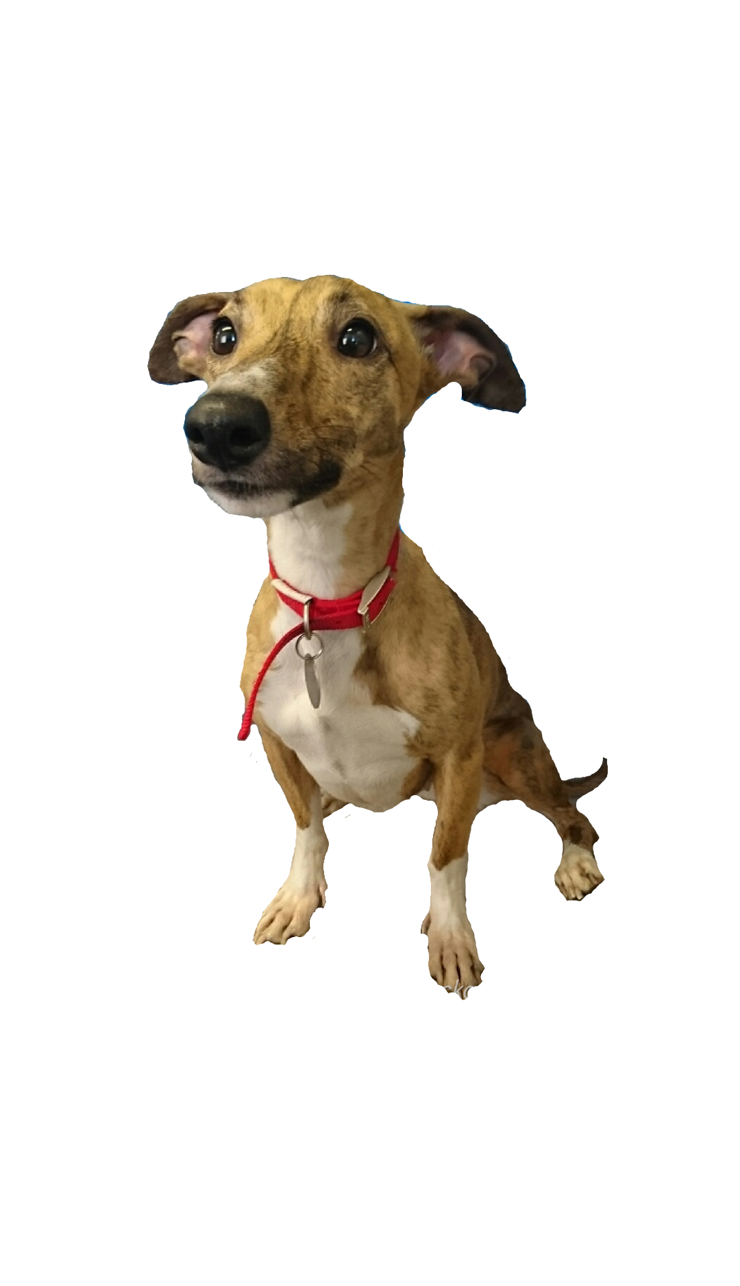 Dog Training Puppy Classes London Ealing Greenford Harrow Hillingdon