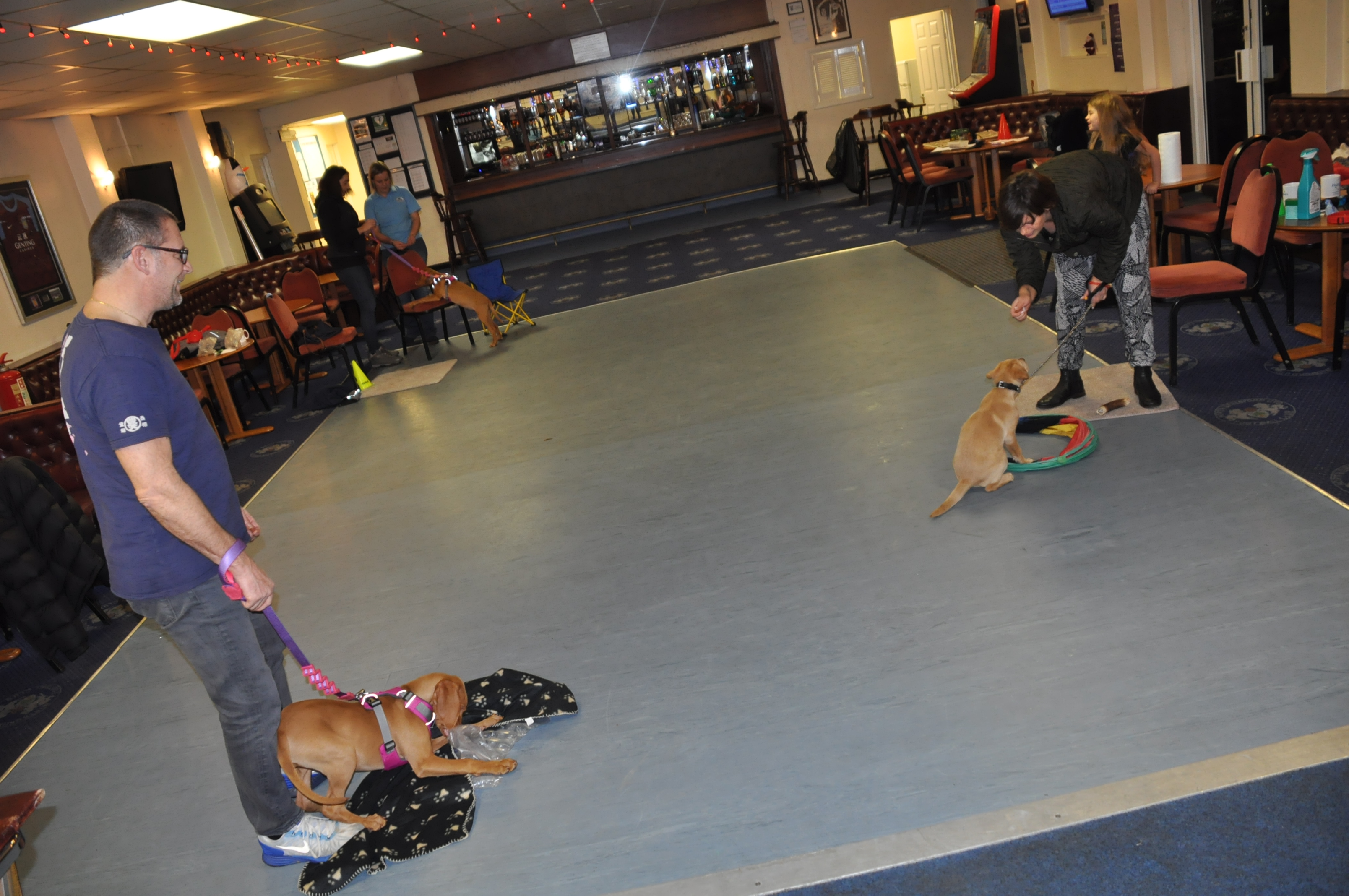 Dog Training Puppy Classes London Ealing Greenford Harrow Hillingdon
