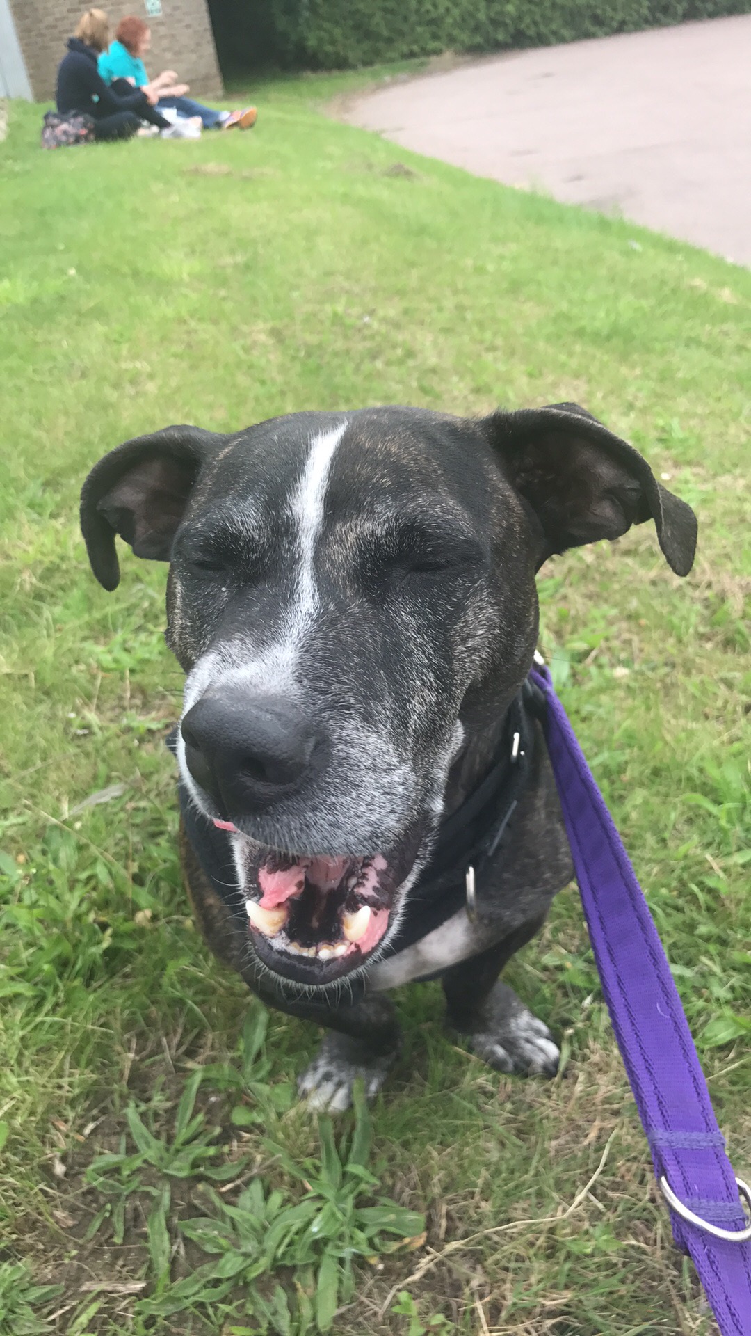 Dog Training Puppy Classes London Ealing Greenford Harrow Hillingdon