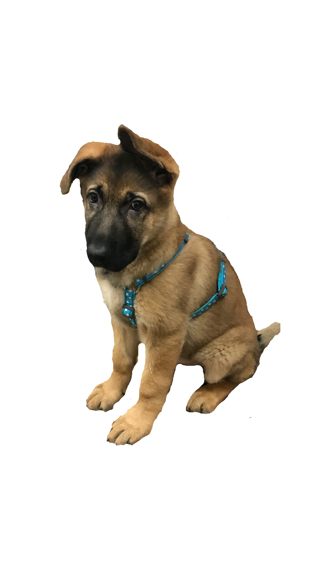 Dog Training Puppy Classes London Ealing Greenford Harrow Hillingdon