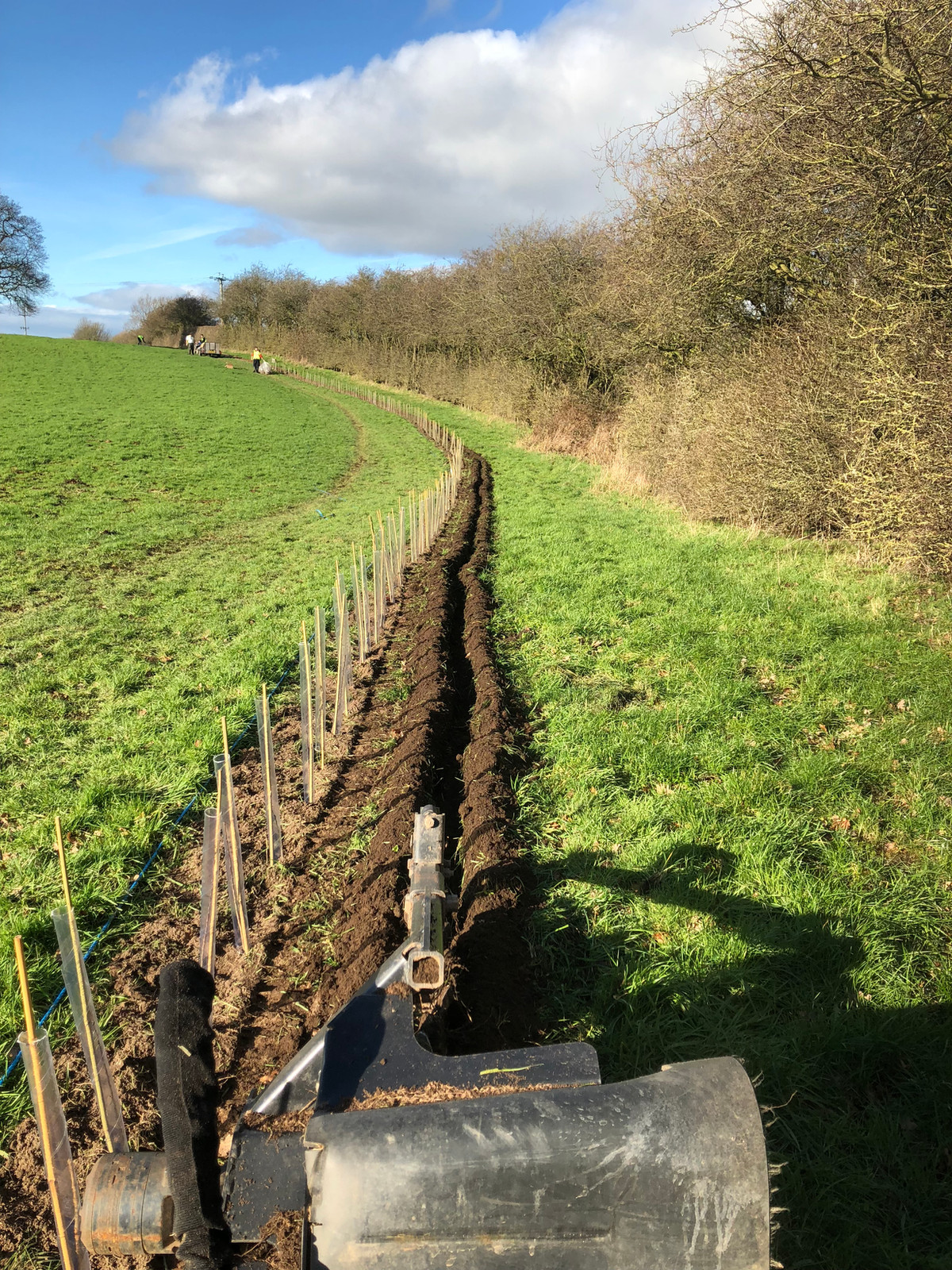 Hedge Planting