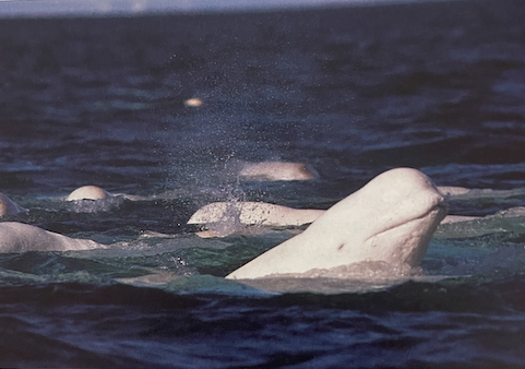 These Mackenzie Delta Inuit took all that a bounteous nature offered ...