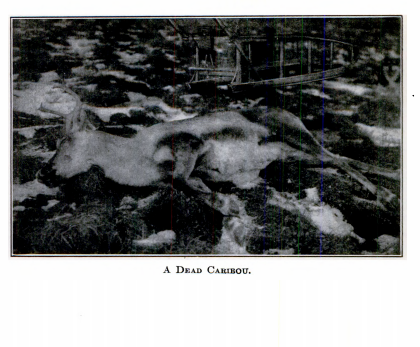 The Eskimos knew that caribou in June would be fat-poor, but fat-rich ...