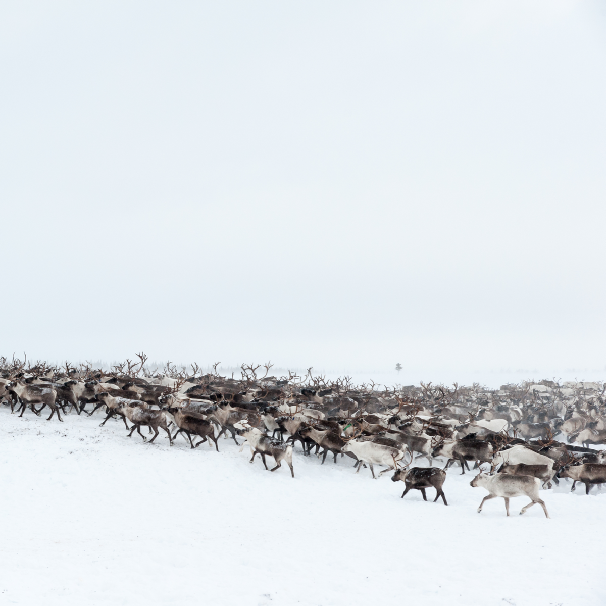 The Caribou-Eaters are out of caribou to eat and drive into the ...
