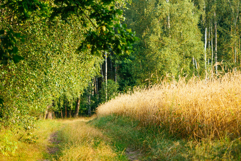Rezerwuj online bezpośrednio | Forest Cabin | Patoki. Dom i las.