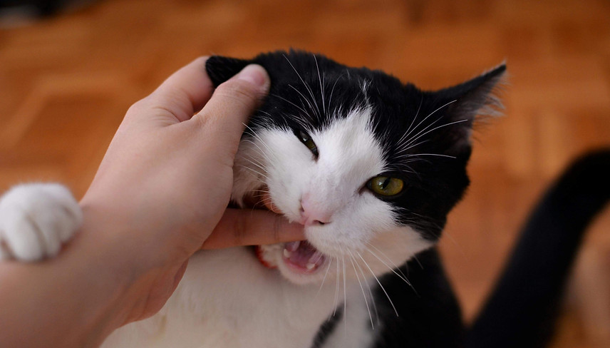 Cat Aggression: Types, Causes & Expert Behavior Fixes | Better Cat Behavior