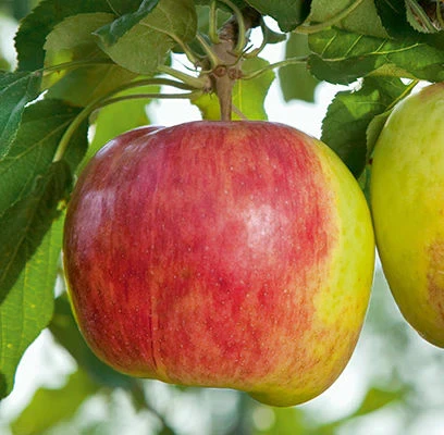 Prairie Magic Apple Tree | Moonlite Nursery