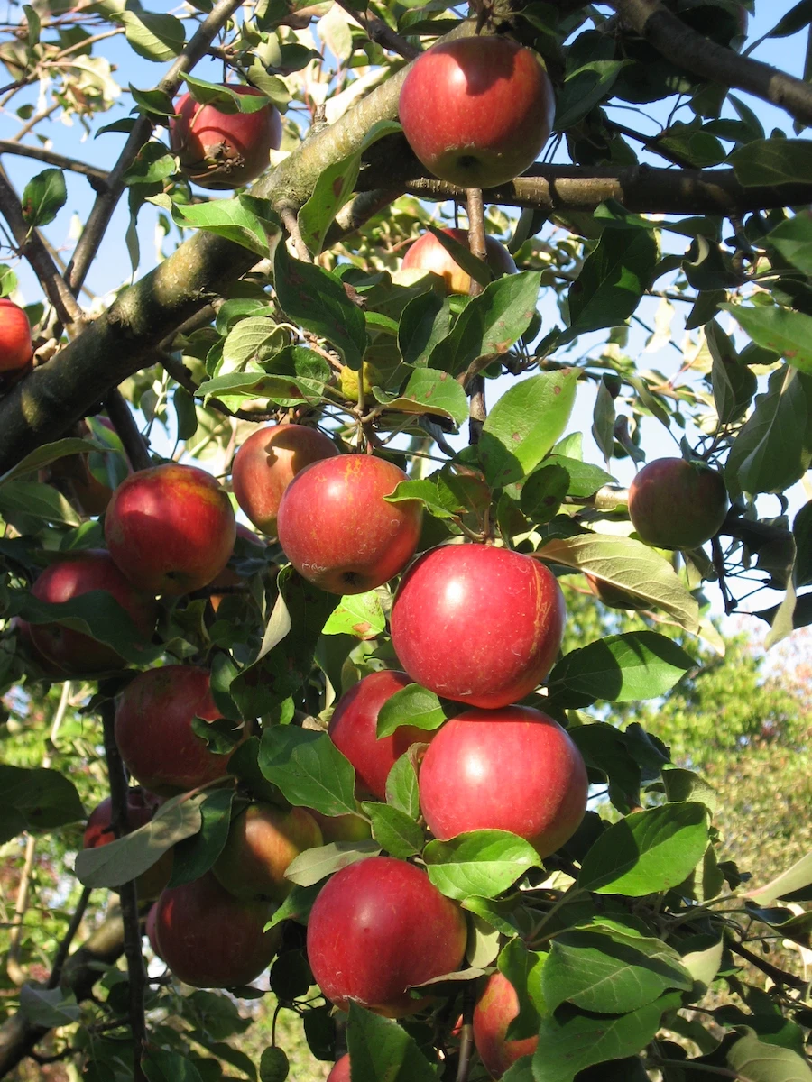 Sweet Sixteen Apple Tree | Moonlite Nursery