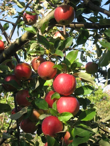 Sweet Sixteen Apple Tree | Moonlite Nursery