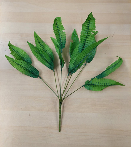 Boston Fern | All Things Tortoise