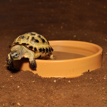 HabiStat Plastic Shallow Water Bowl | All Things Tortoise